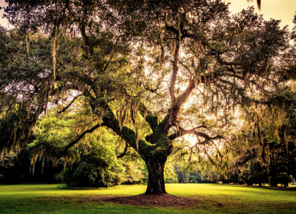 The Universal Church